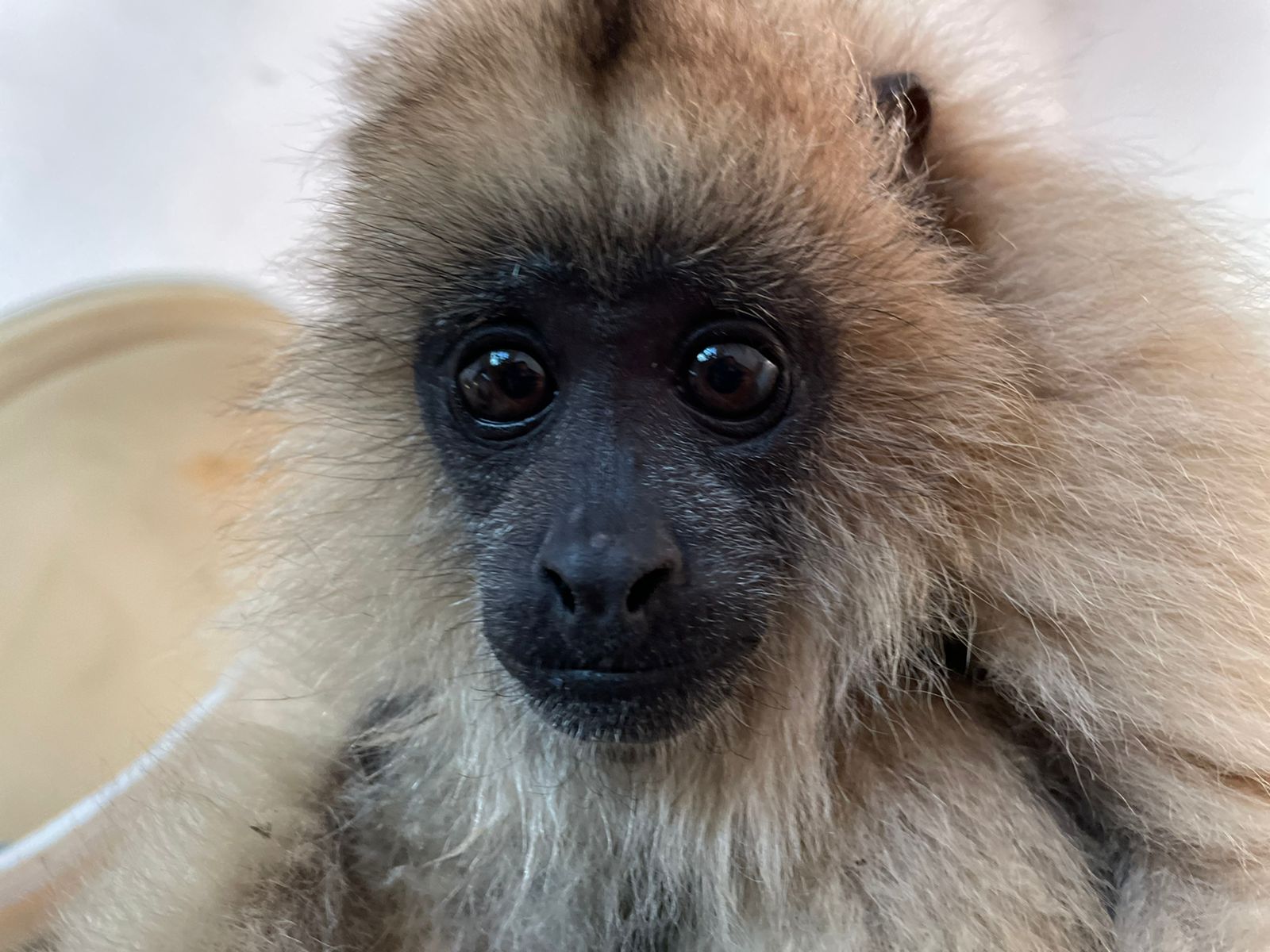RESCATARON UN MONO CARAYÁ Y YA SE ENCUENTRA REHABILITANDOSE ...