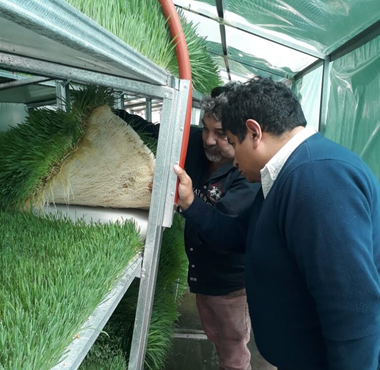 VISITA A PRODUCTOR DE FORRAJE VERDE HIDROPÓNICO (FVH) - Ministerio ...