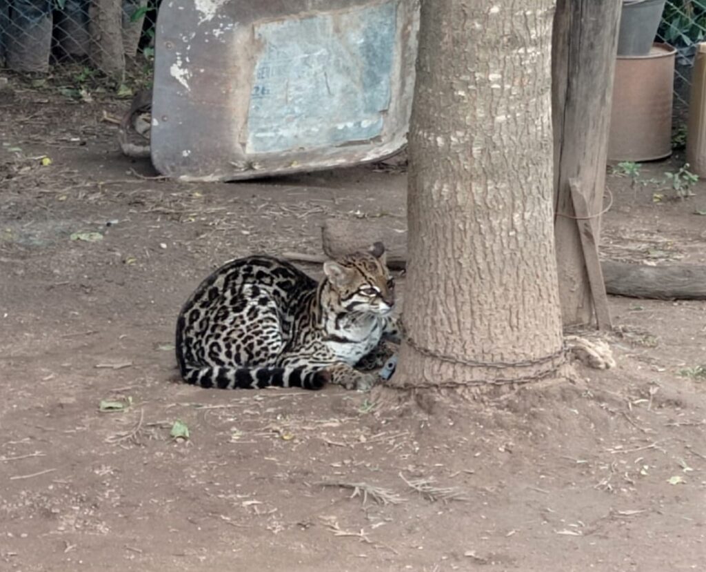 RESCATARON UN OCELOTE EN LA COMUNA DE BENJAMÍN ARAOZ - Secretaría de Producción